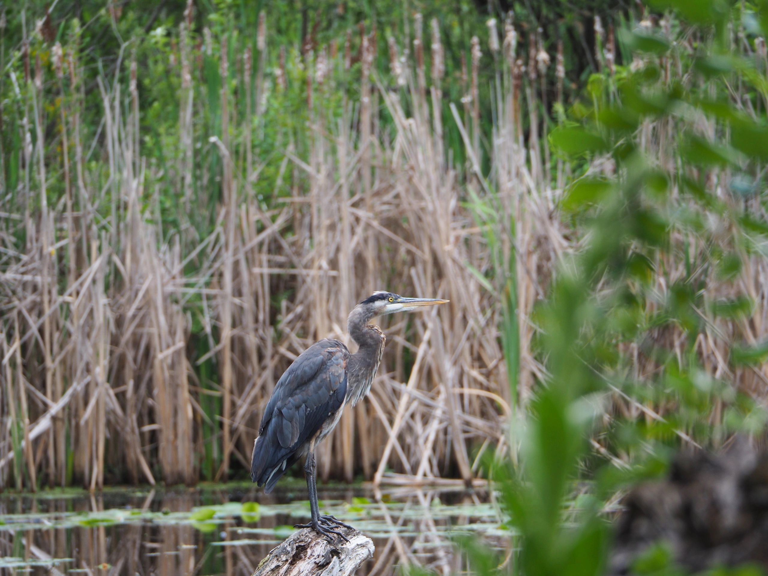 Northwest Bird Tours