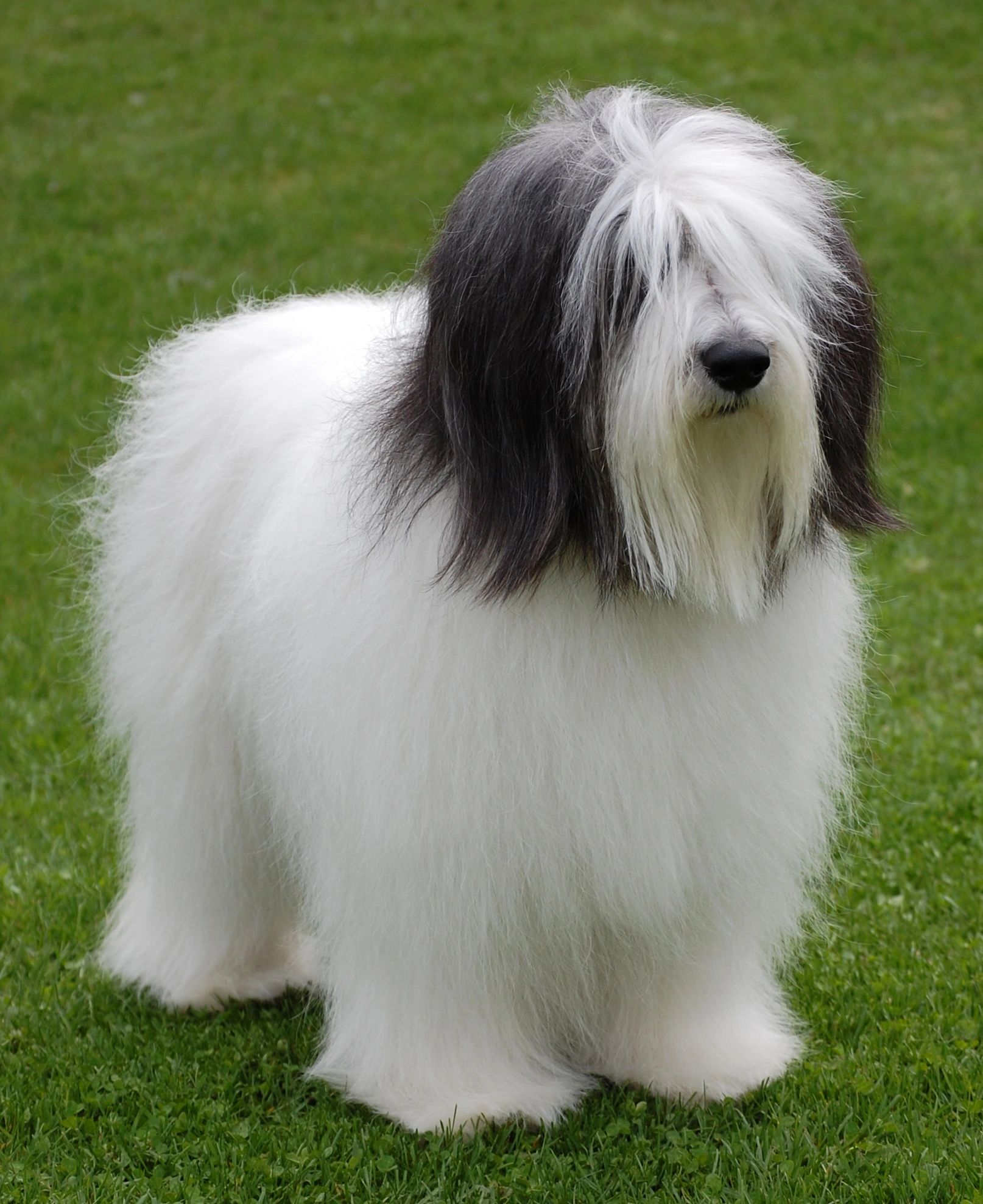 Are Polish Lowland Sheepdogs Healthy