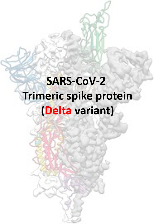 SARS-CoV-2 Delta Trimeric Spike protein (His and Twin-Strep tags)