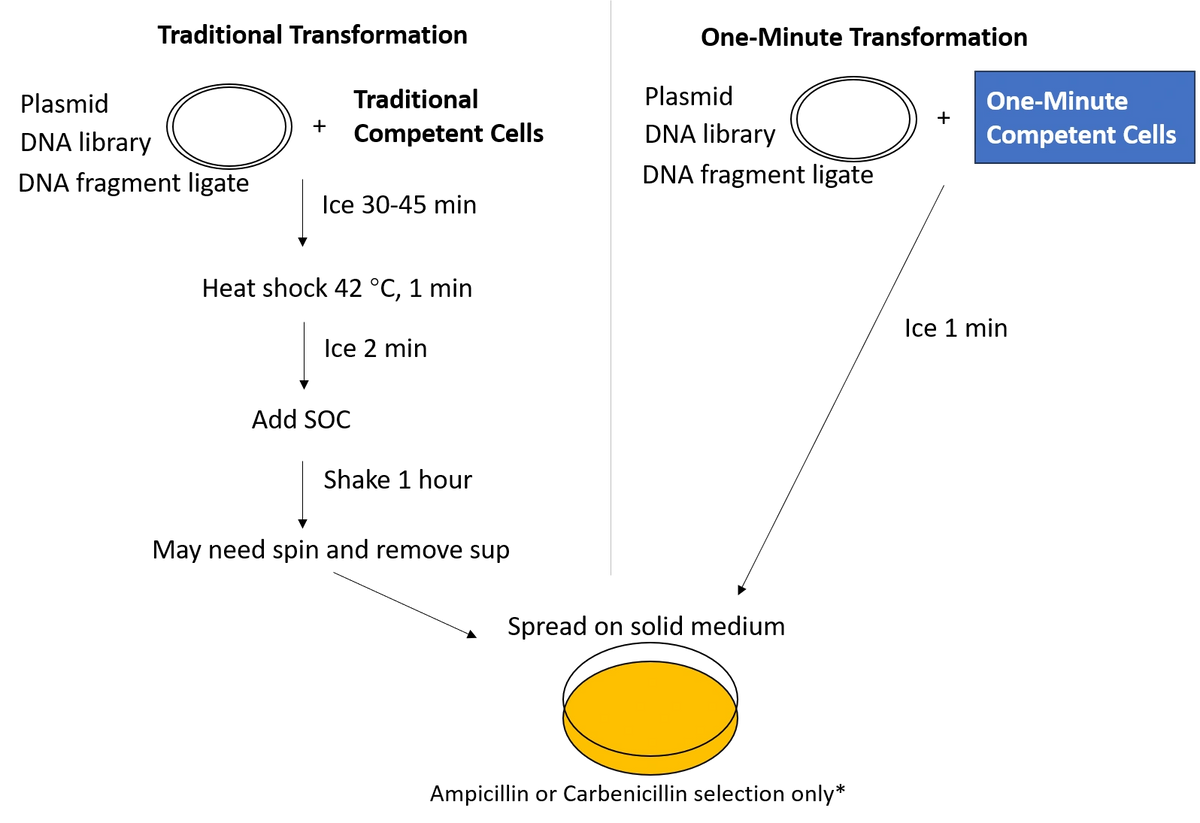 One-Minute Competent Cells (DH5 Alpha)