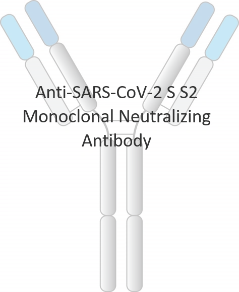 Anti-SARS-CoV-2 S S2 Neutralizing Human Antibody