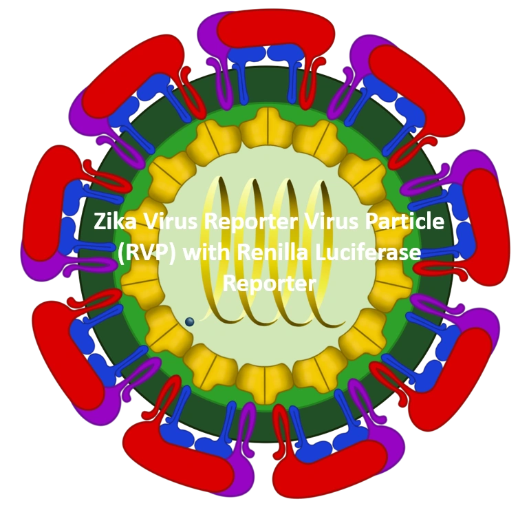 Zika Virus Reporter Virus Particle (RVP) with Renilla Luciferase Reporter
