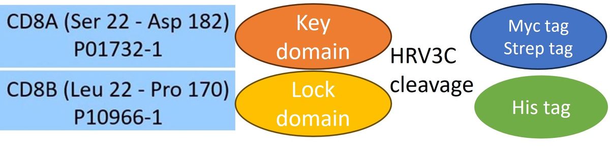 Human CD8 Alpha&Beta (CD8A&CD8B) Heterodimer Protein