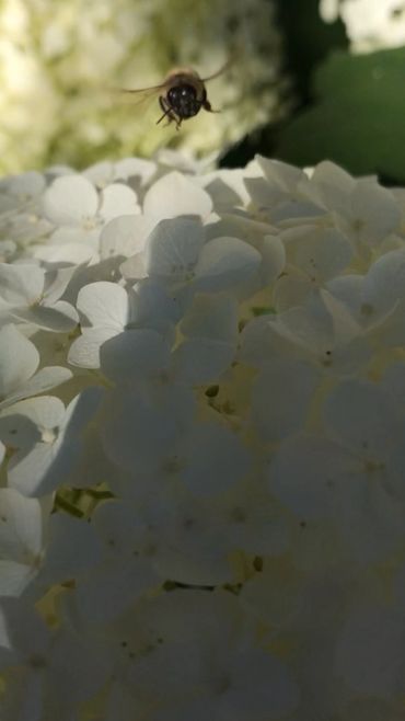 The Velvet Bee - Garden Consultant and Design, Modern Gardens