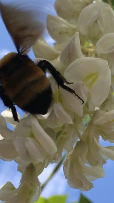 The Velvet Bee - Garden Consultant and Design, Modern Gardens