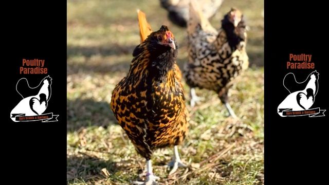 Rare Chicken Breeds & Bantams; Hatching Eggs of Dutch Owlbeards ...