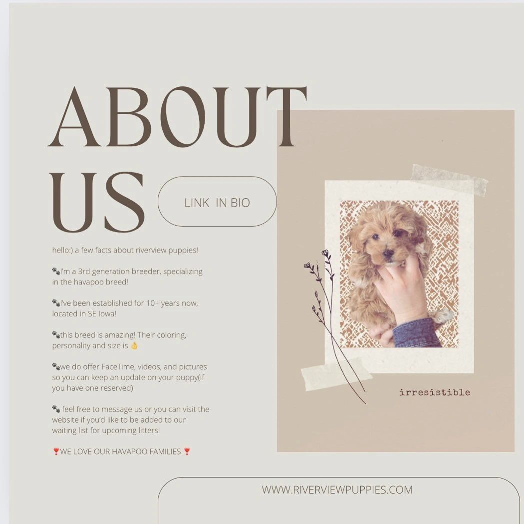 Available Havapoo Puppies