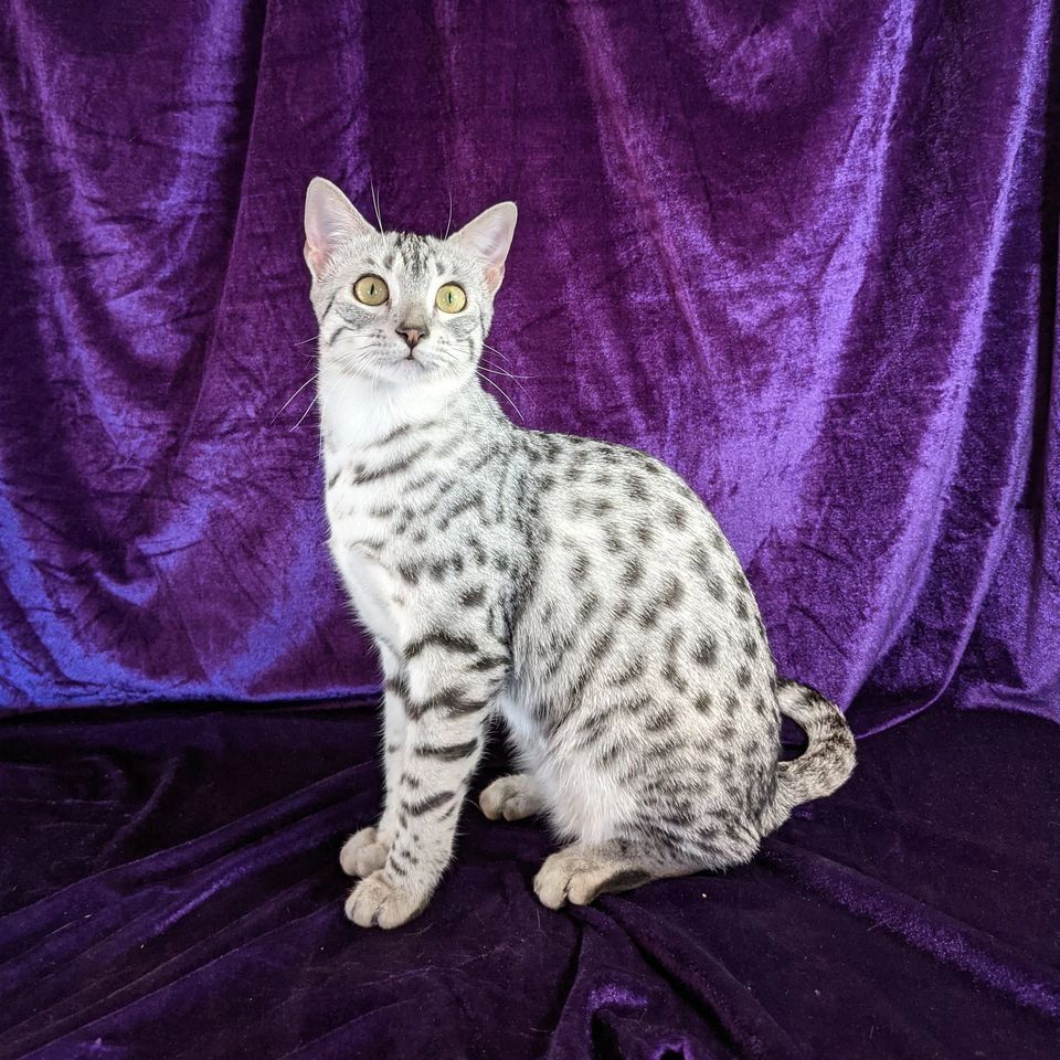 Egyptian Mau Kittens