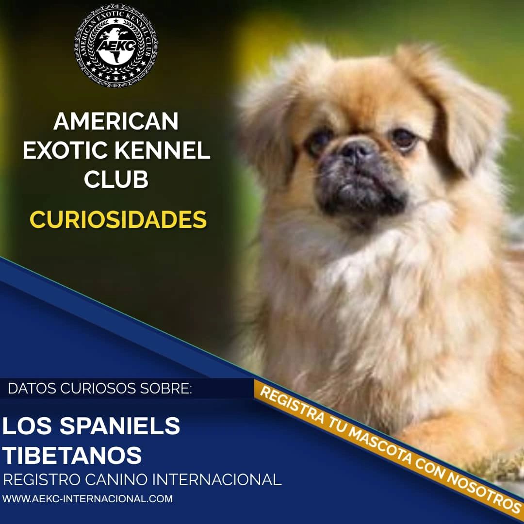LOS SPANIELS TIBETANOS