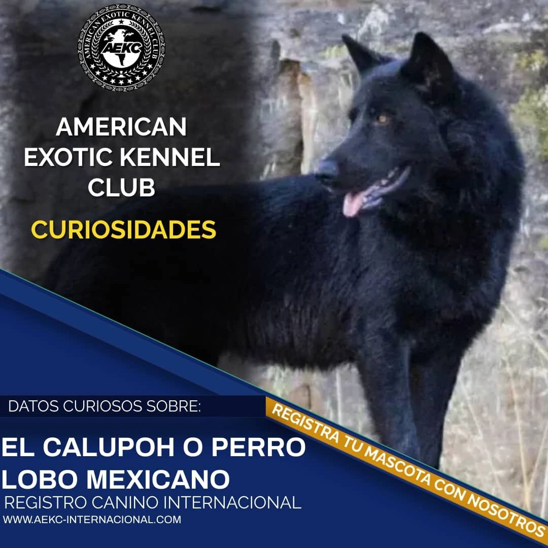 EL CALUPOH O PERRO LOBO MEXICANO