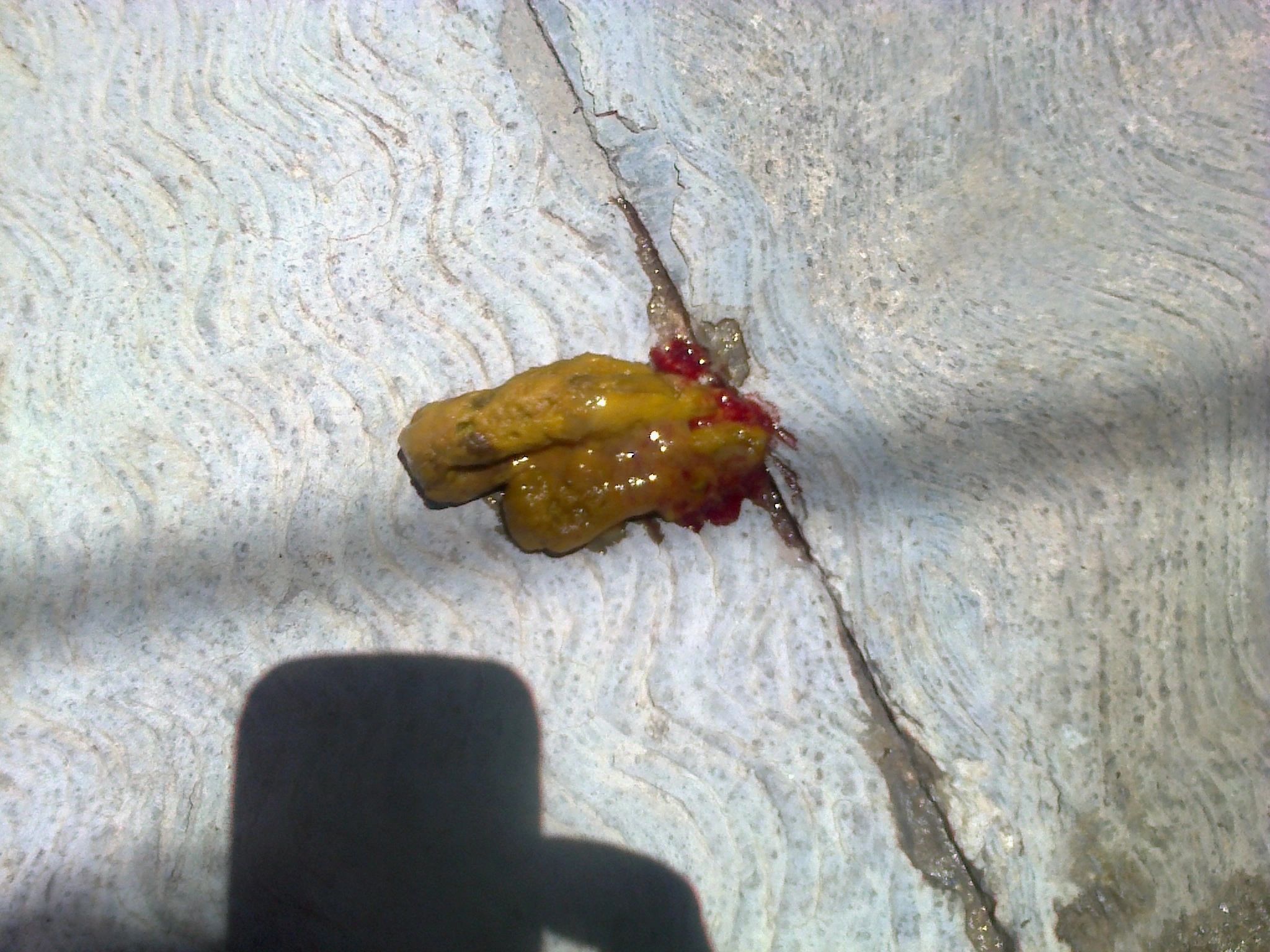 De Que Color Es La Caca De Cachorro