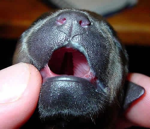 Los Perros Pueden Vivir Con Labio Hendido