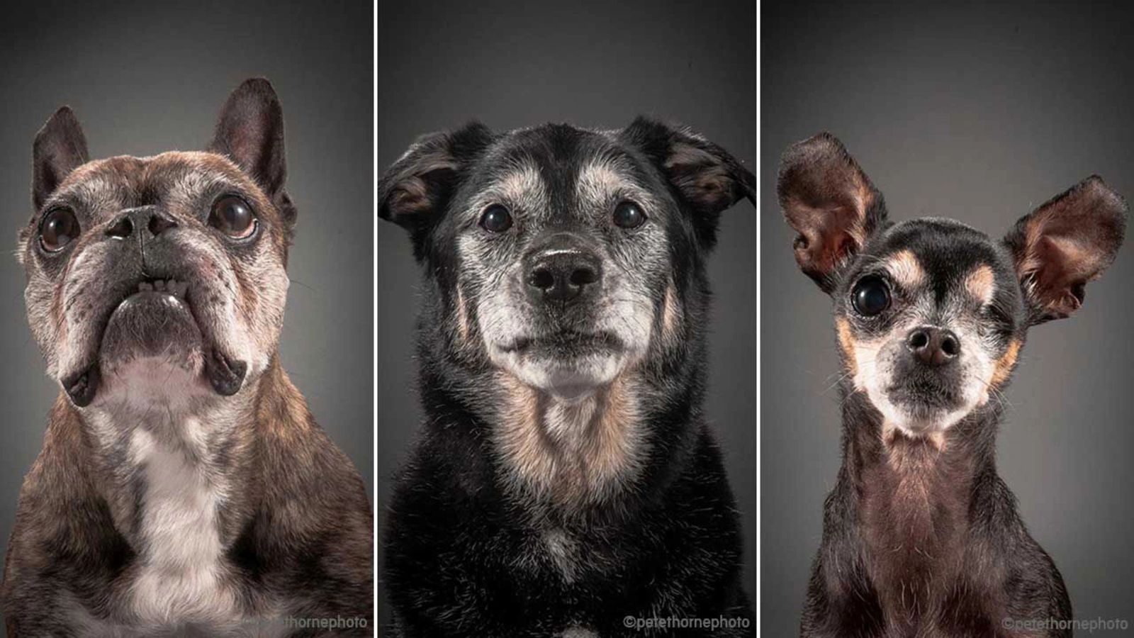 MI PERRITO VIEJITO NO DUERME