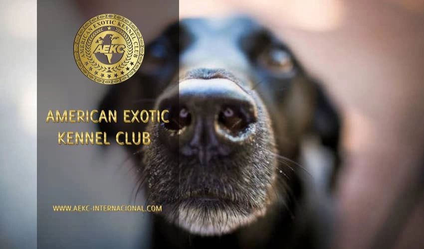 Olfato del perro - Cómo es, curiosidades y ejercicios de estimula