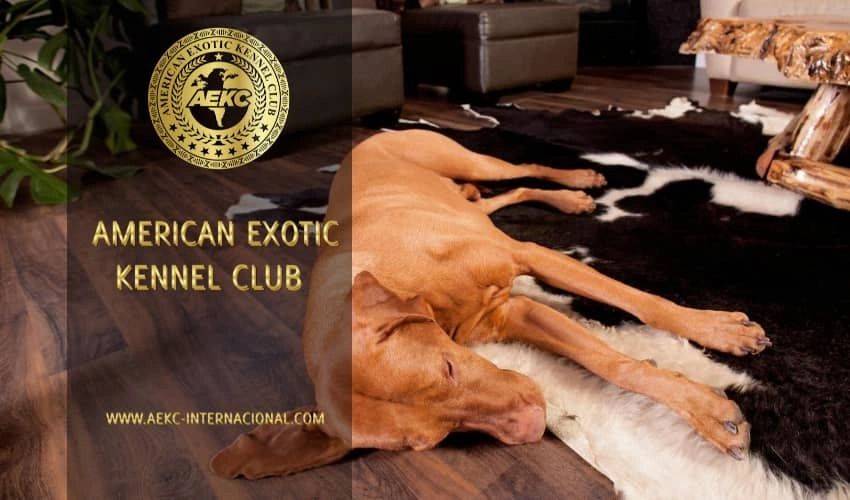 Perro cansado - Síntomas, causas y qué hacer