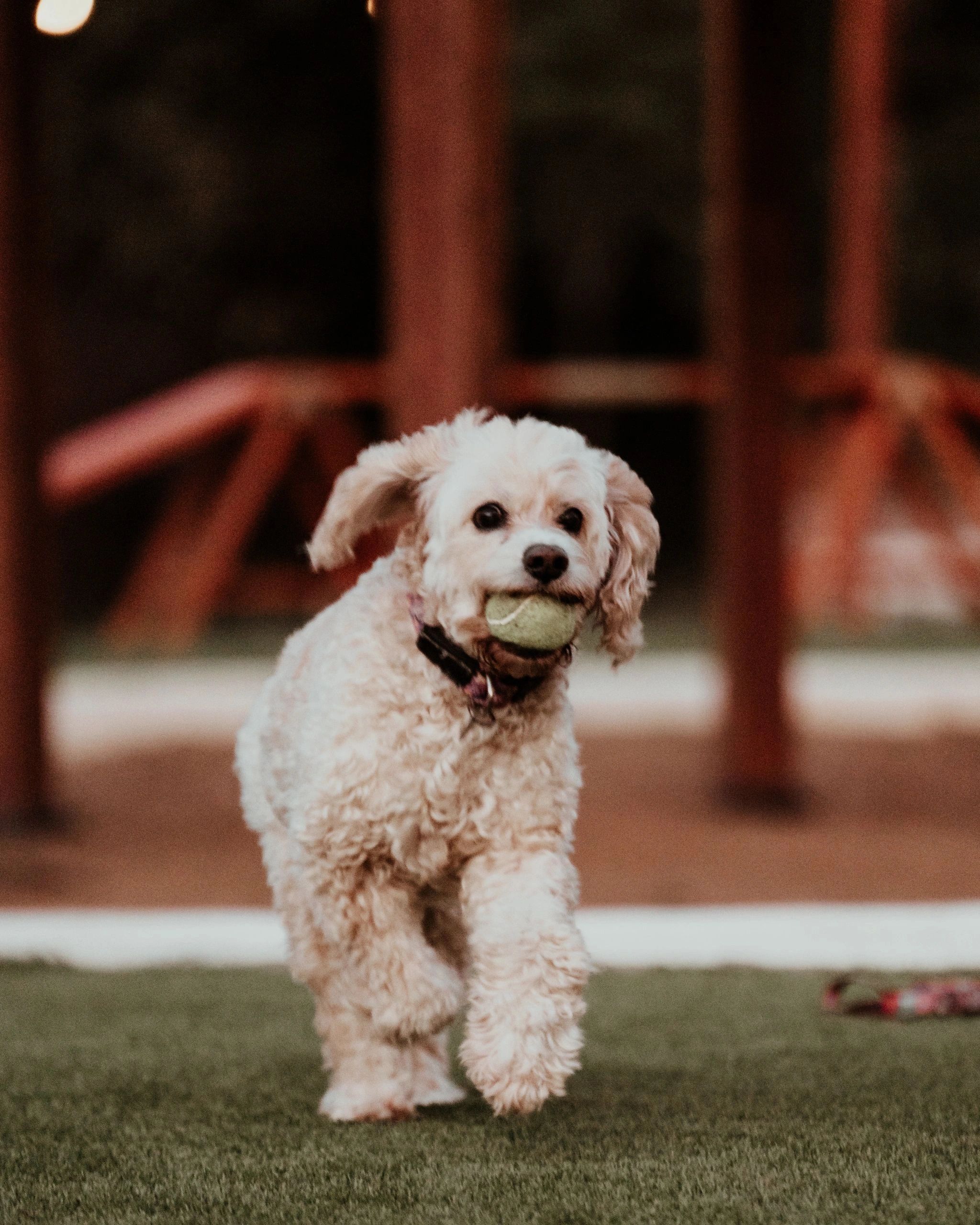 Saving Lady Dog Sanctuary