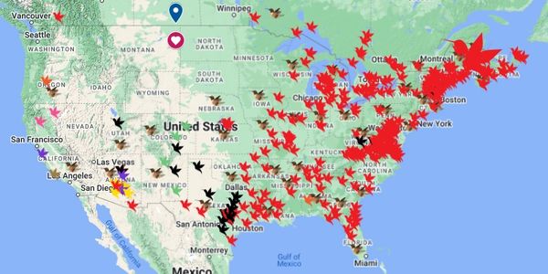 HUMMINGBIRD-NEWS - Hummingbirds, Best Hummingbird Feeder, Hummingbird ...