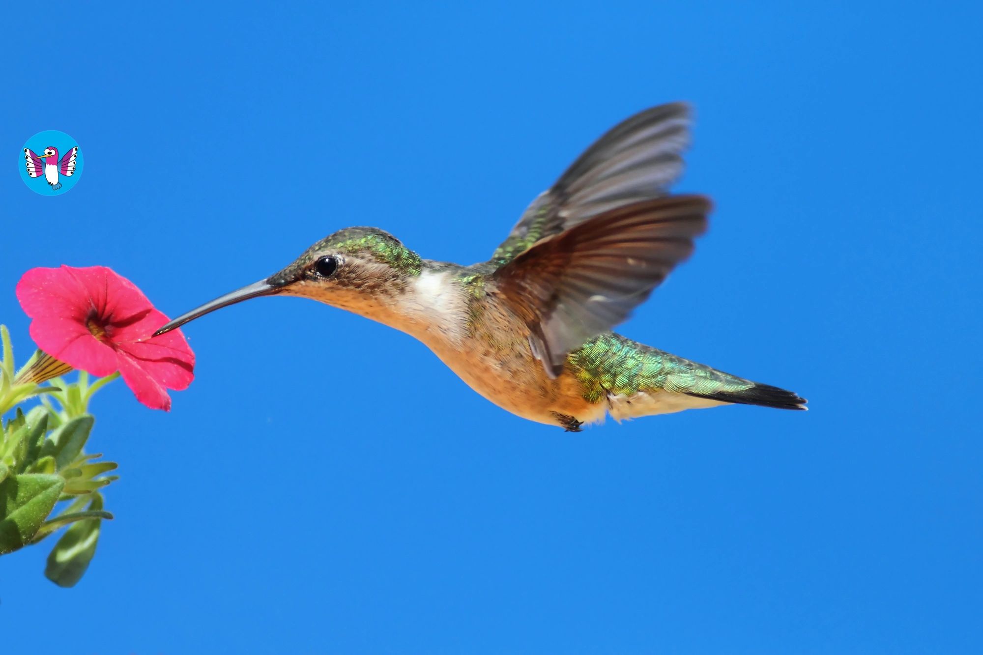 Hummingbirds That Migrate to North America - HUMMINGBIRD-NEWS