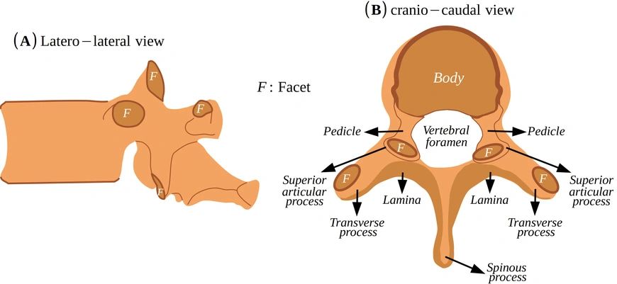 Spinal cord compression
