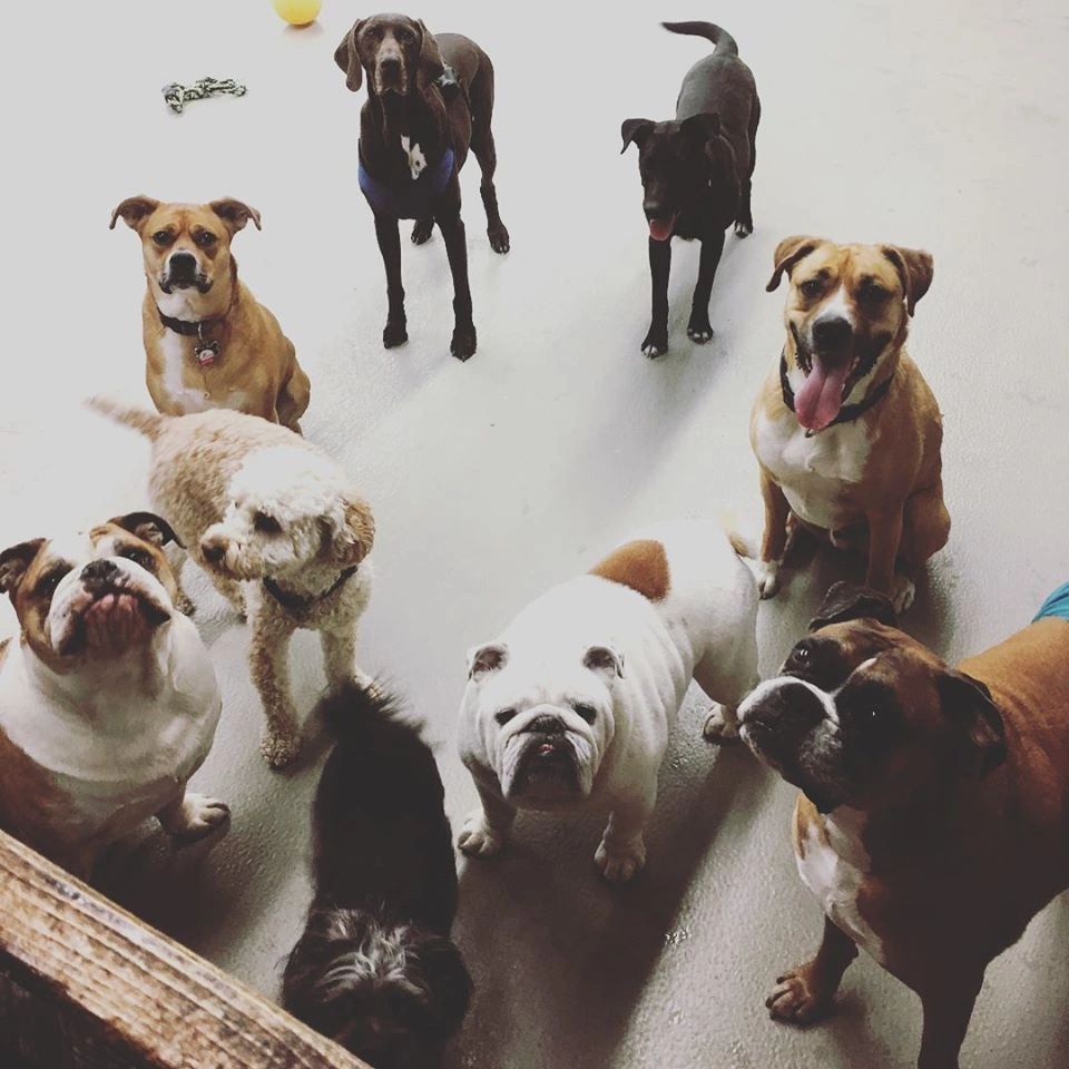 Canine Crew Co.