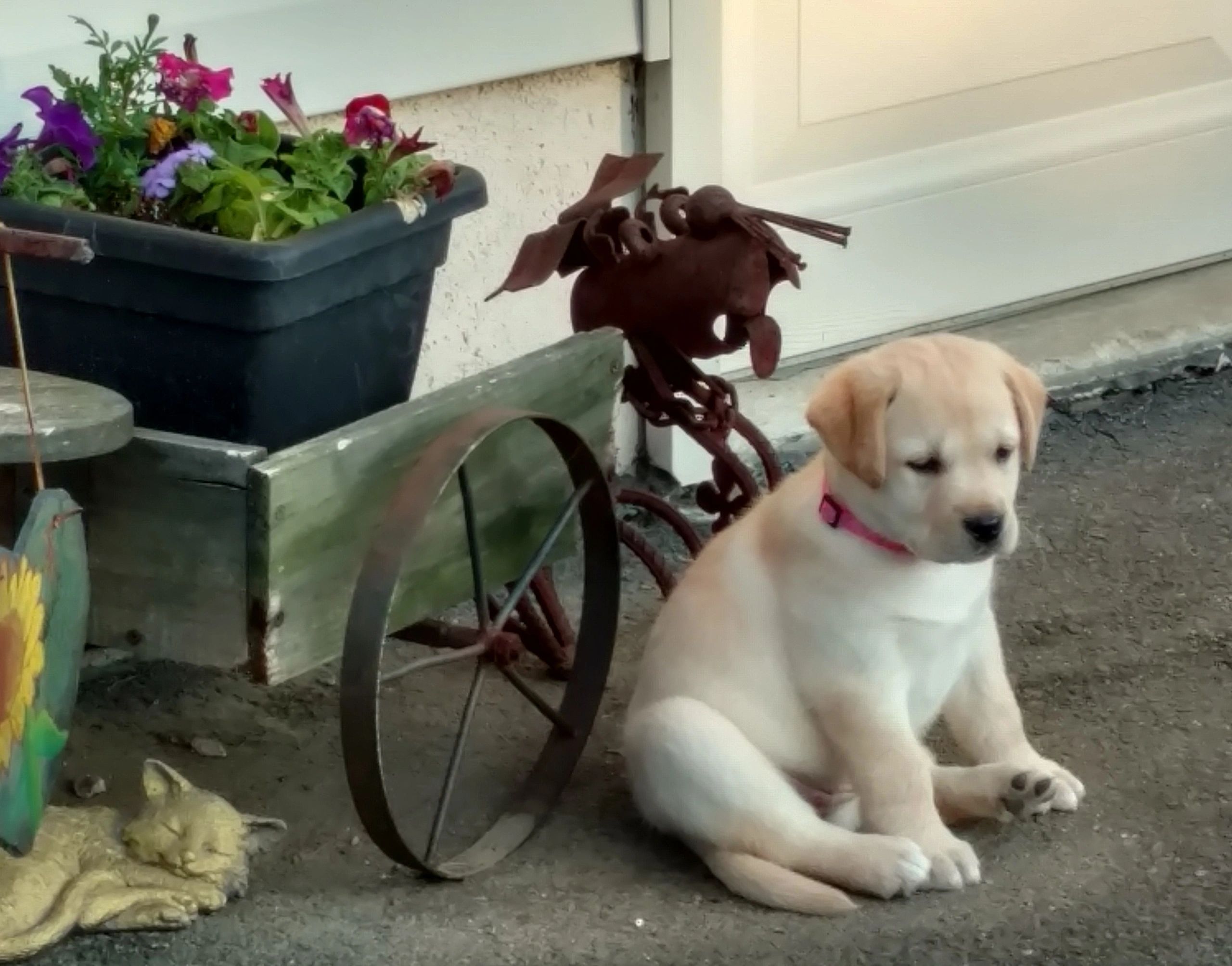 Homestead Puppy - Puppy, Labrador Retriever, Puppy, Pets