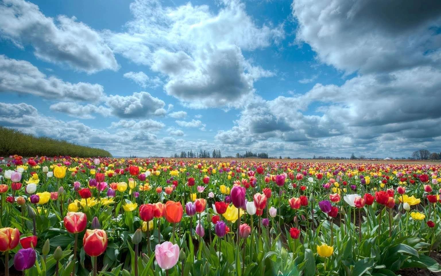 Dutch Valley Farm
