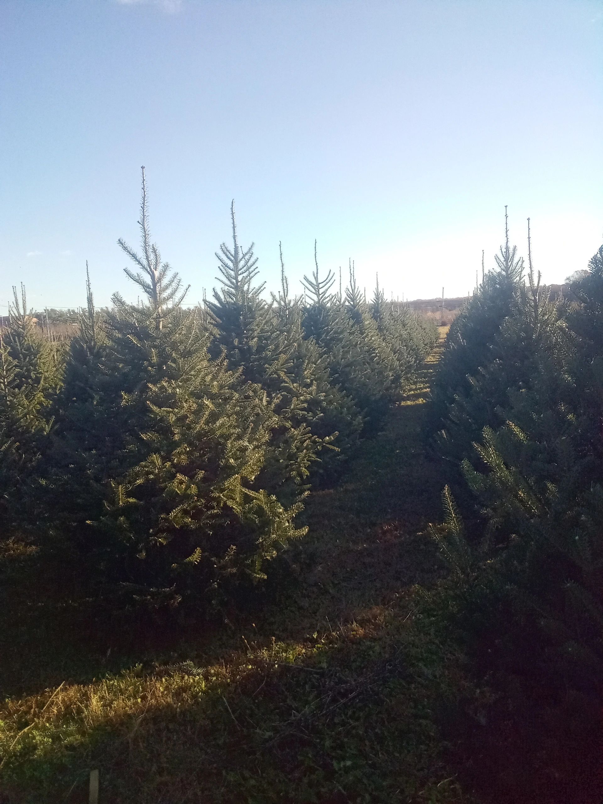 Home Page [maysfarmny.com]