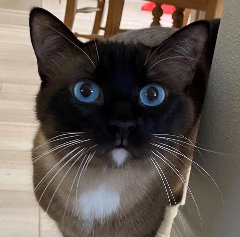Professional Cat Sitting Services - 4 The Love of Catsitting