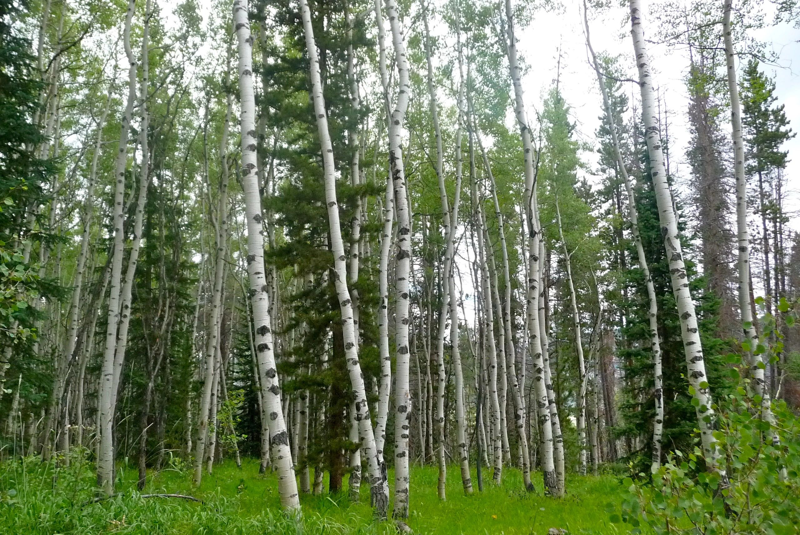 About Lindsey Purcell