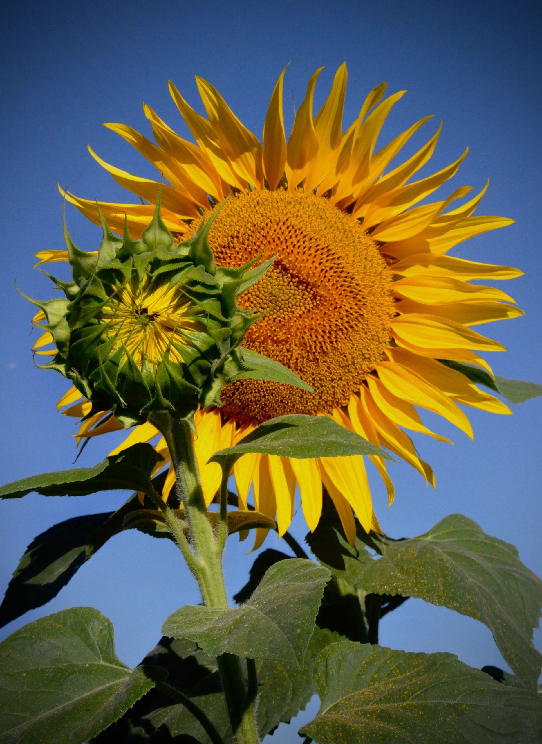 Adults | Emma Sault Counselling