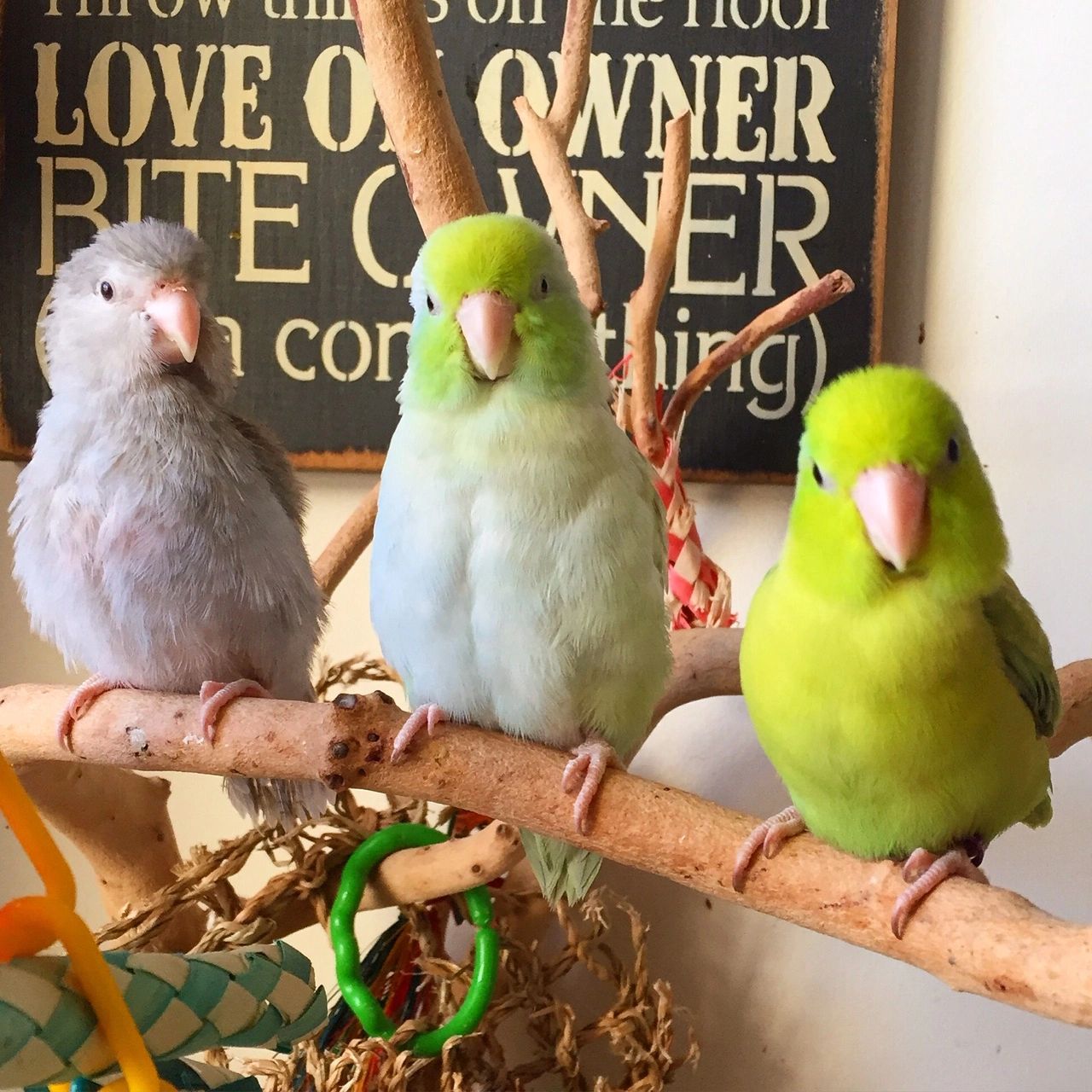 Parrotlets-Birds with ‘tude! Know the parrot you're bringing home