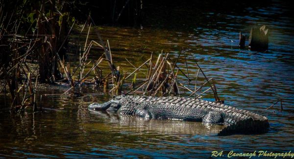 The Shores of Long Bayou - Condominium - Seminole, Florida