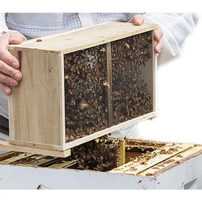 Varroa Resistant Honeybee Queens - bettybeequeenco.com