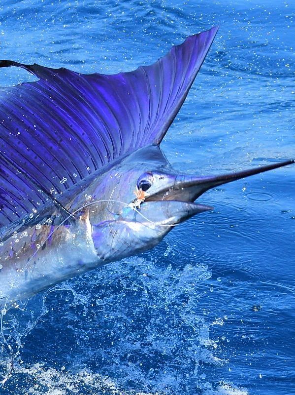 Chi Chi Mae Sport Fishing CR