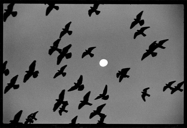 Photo Gallery | DAVID HEALEY PHOTOGRAPHY