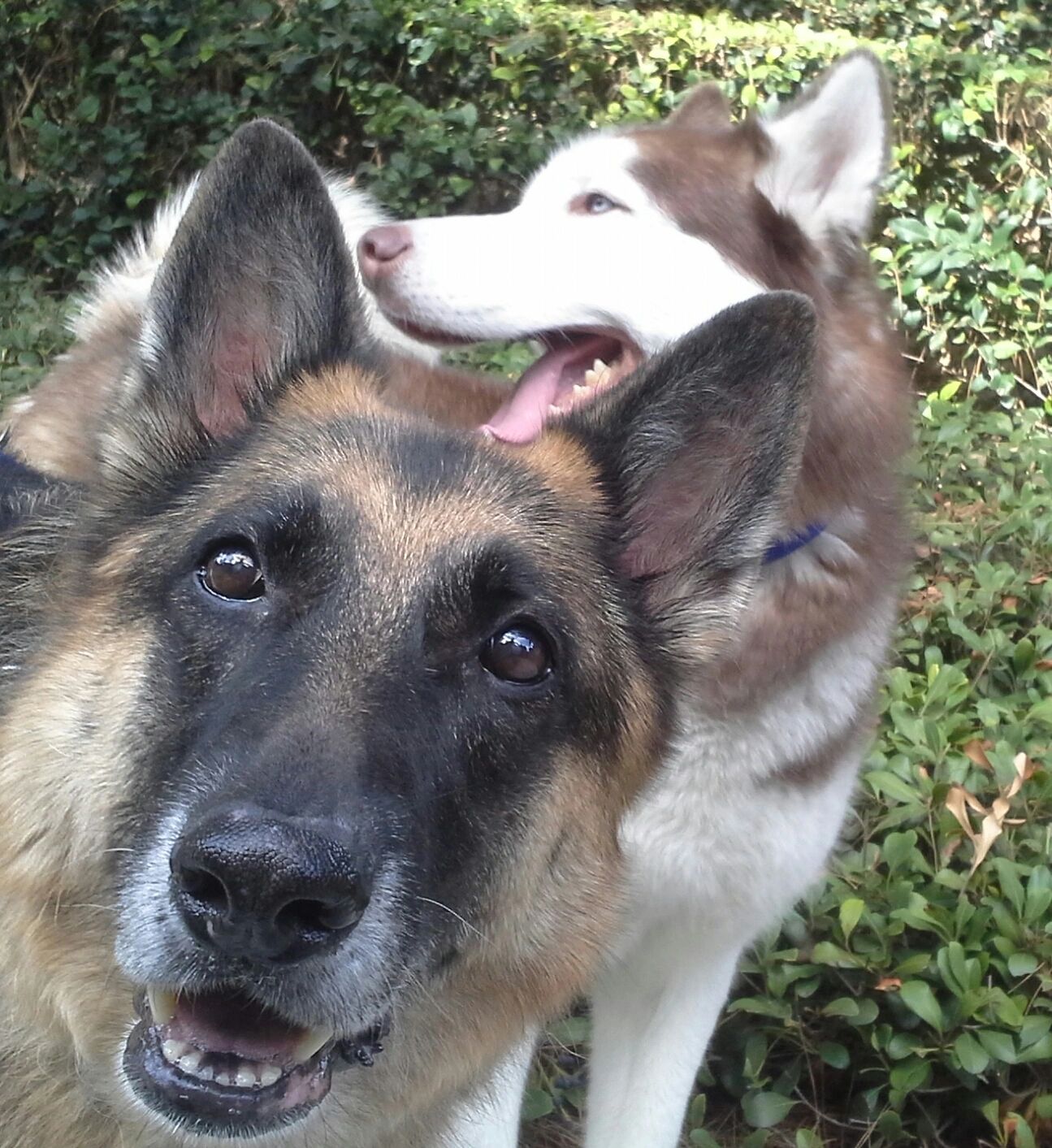 Sweet Tails Pet Sitting