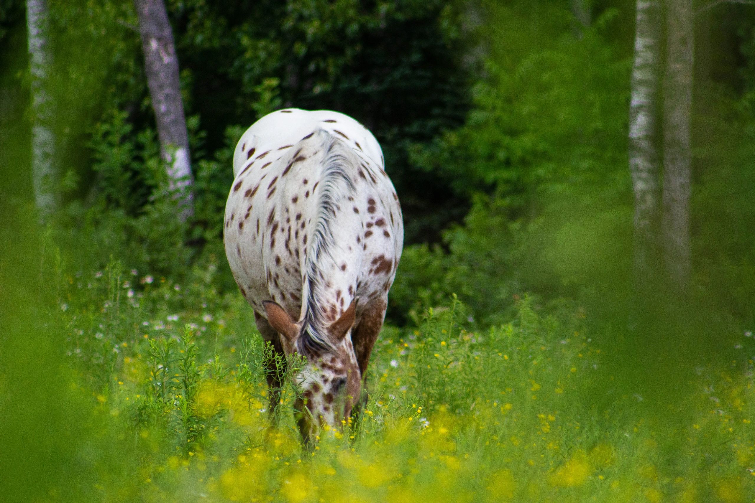 Comportement équin - Services équins France Fortin