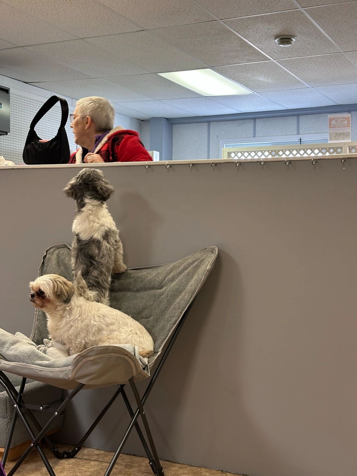 Top Doggy Day Care and socialization spot for Your Beloved Dog