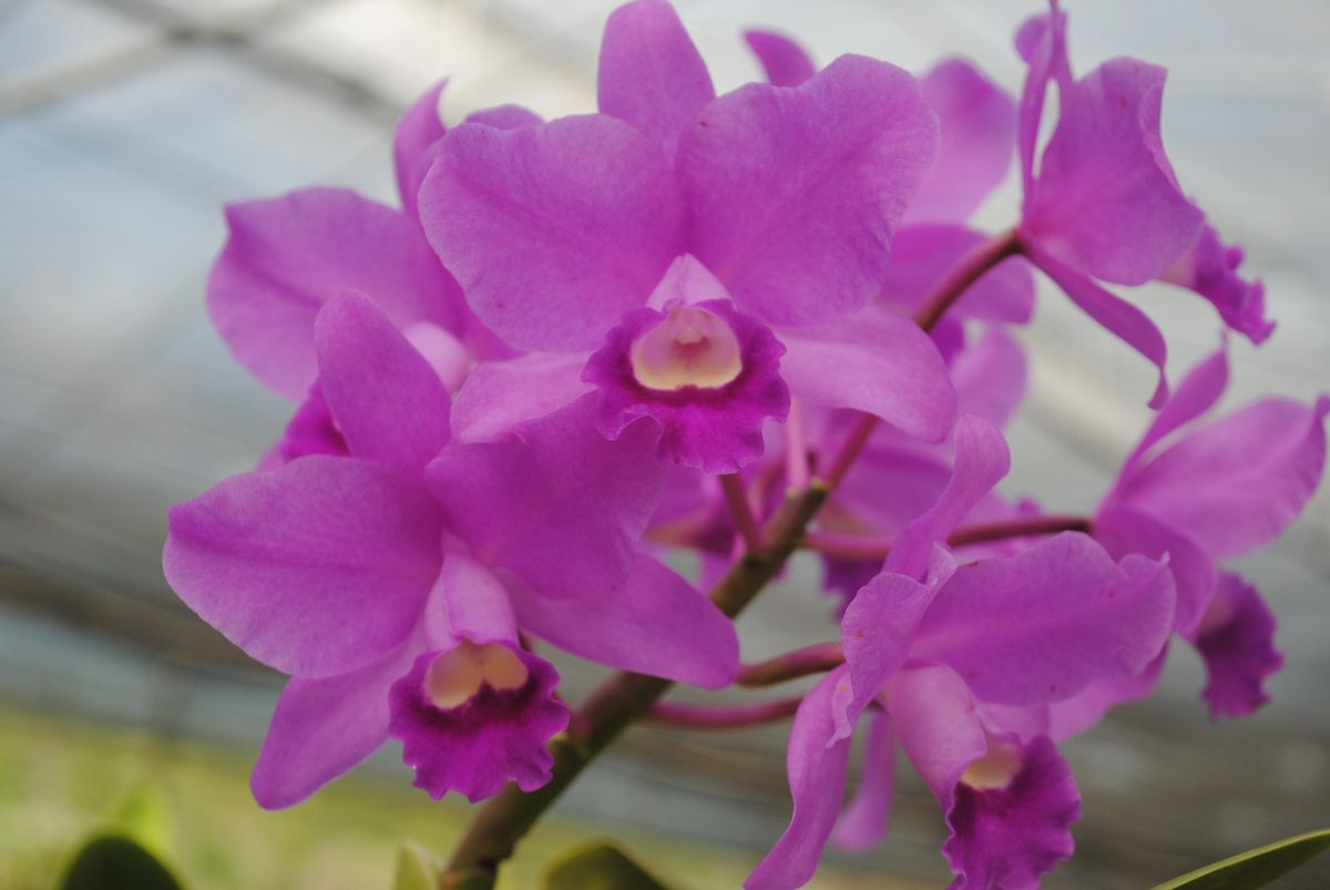 Cattleya
