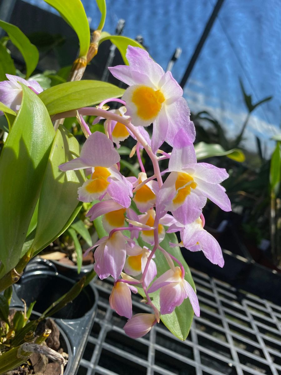 Dendrobium