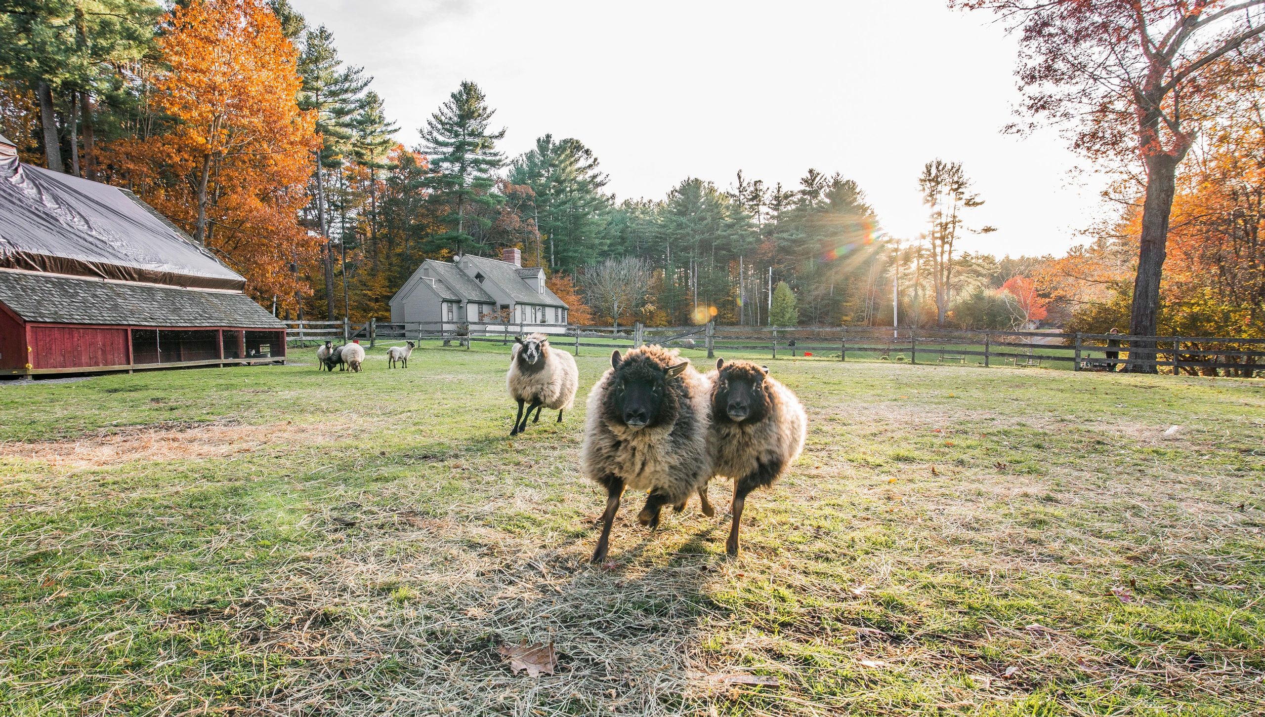 Livestock Sales at Wild Air Farm