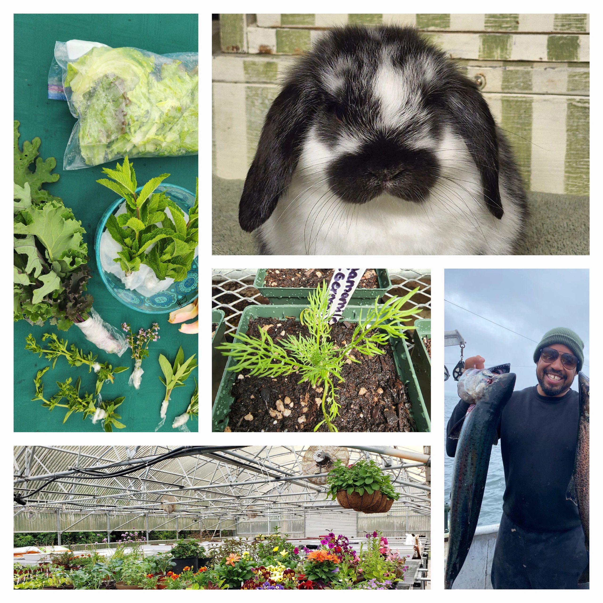 Windy Acre Farm, Garden & Rabbitry - Holland Lops, For Sale