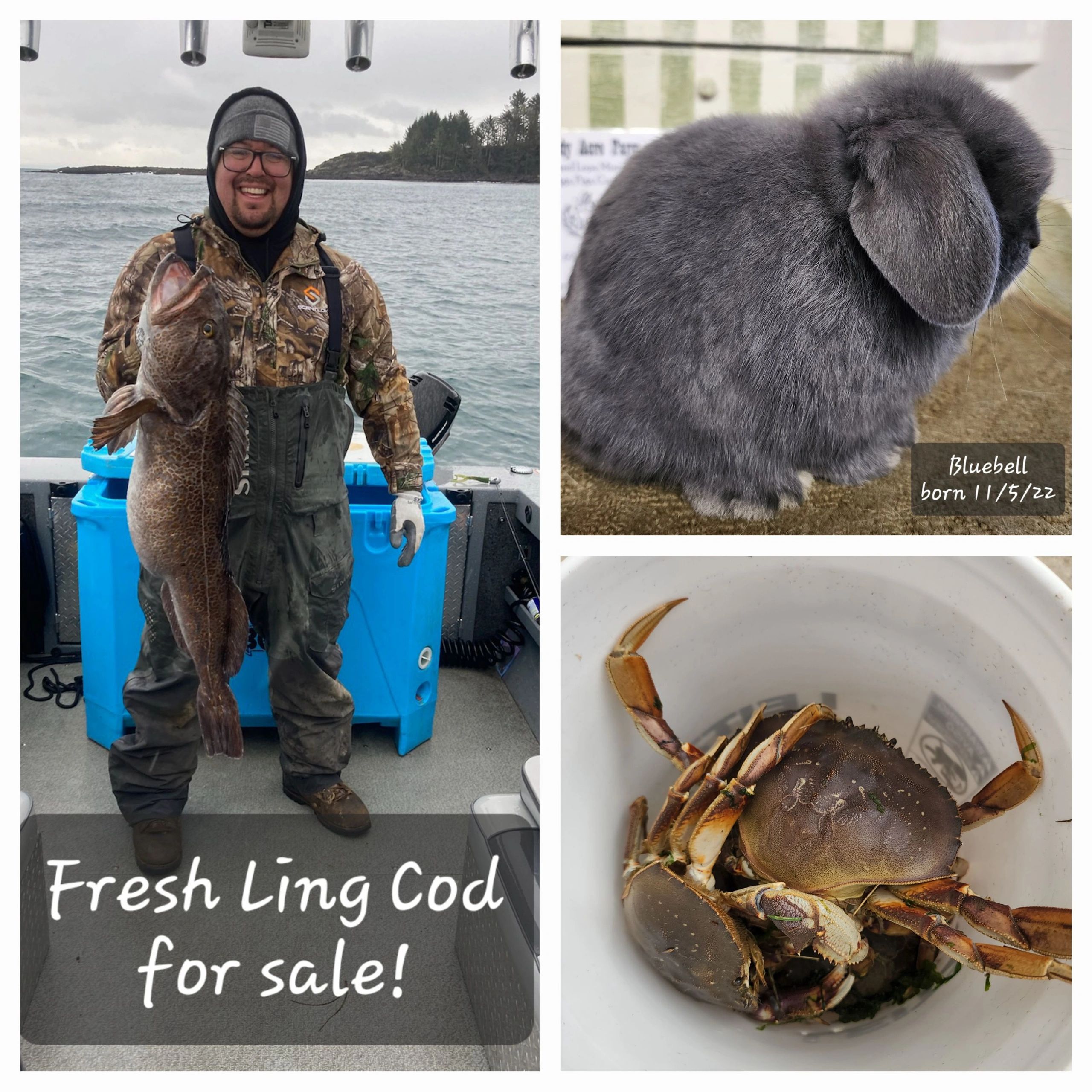 Nursery, Fresh Fish Market, Holland Lop Rabbits
