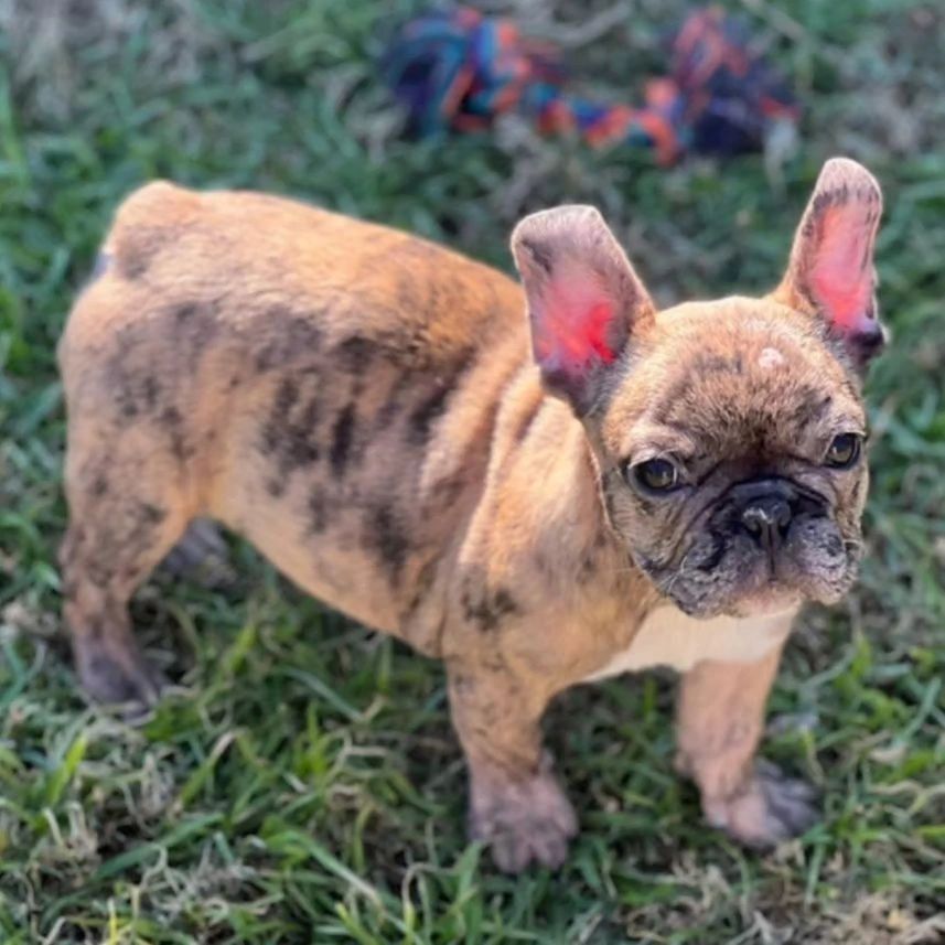 Heartland Frenchies LLC