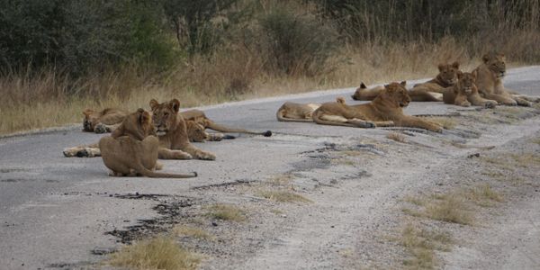 African Safaris - Run Wild African Safaris