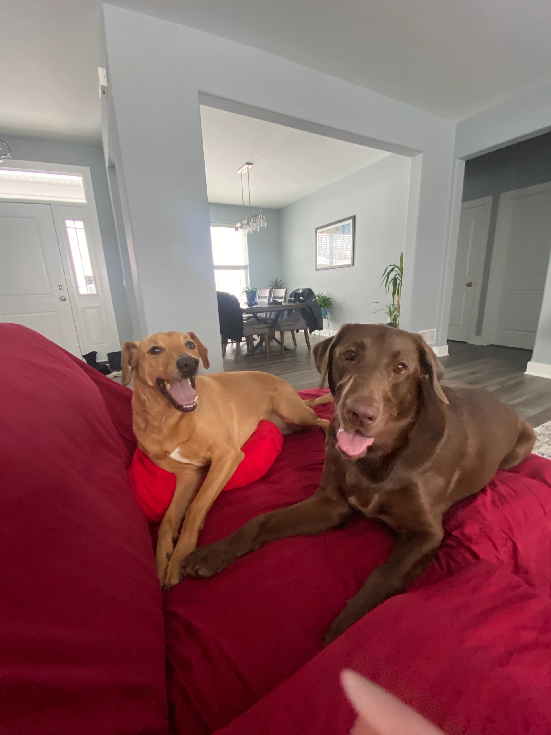 Pet Care By Michele LLC
