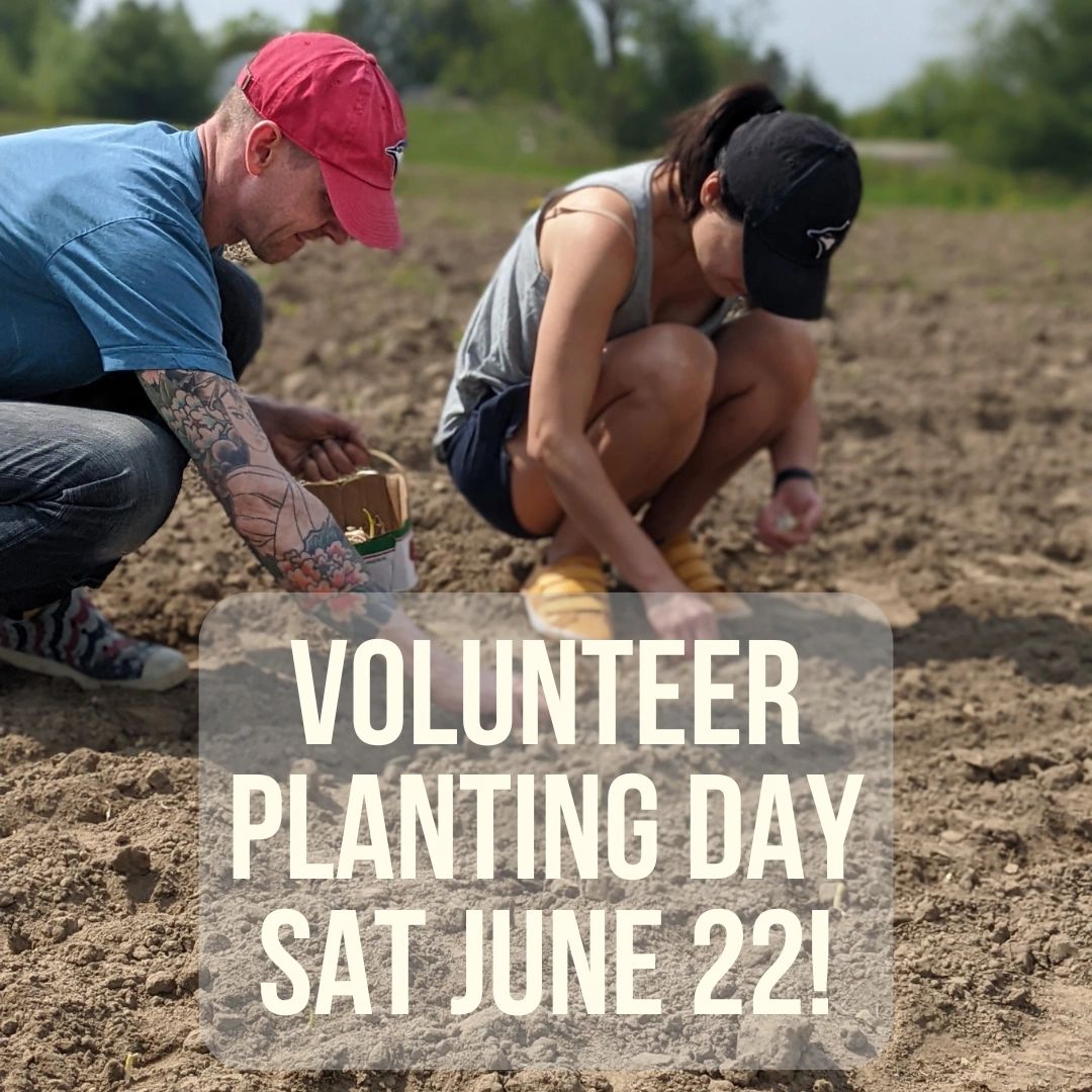 POTATO PLANTING DAY Sat June 22nd, 2024 at Wheelbarrow Farm