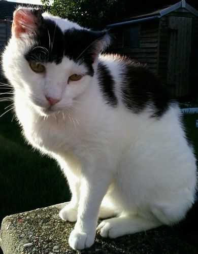 Jambo Raw Pet Food - Dogs and Cats, Pet Supplies Plus, Raw Pet Food