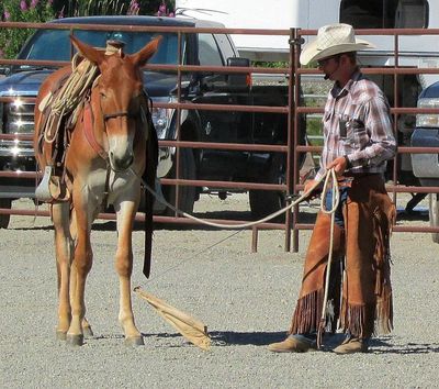 Class Descriptions | TS Mules LLC