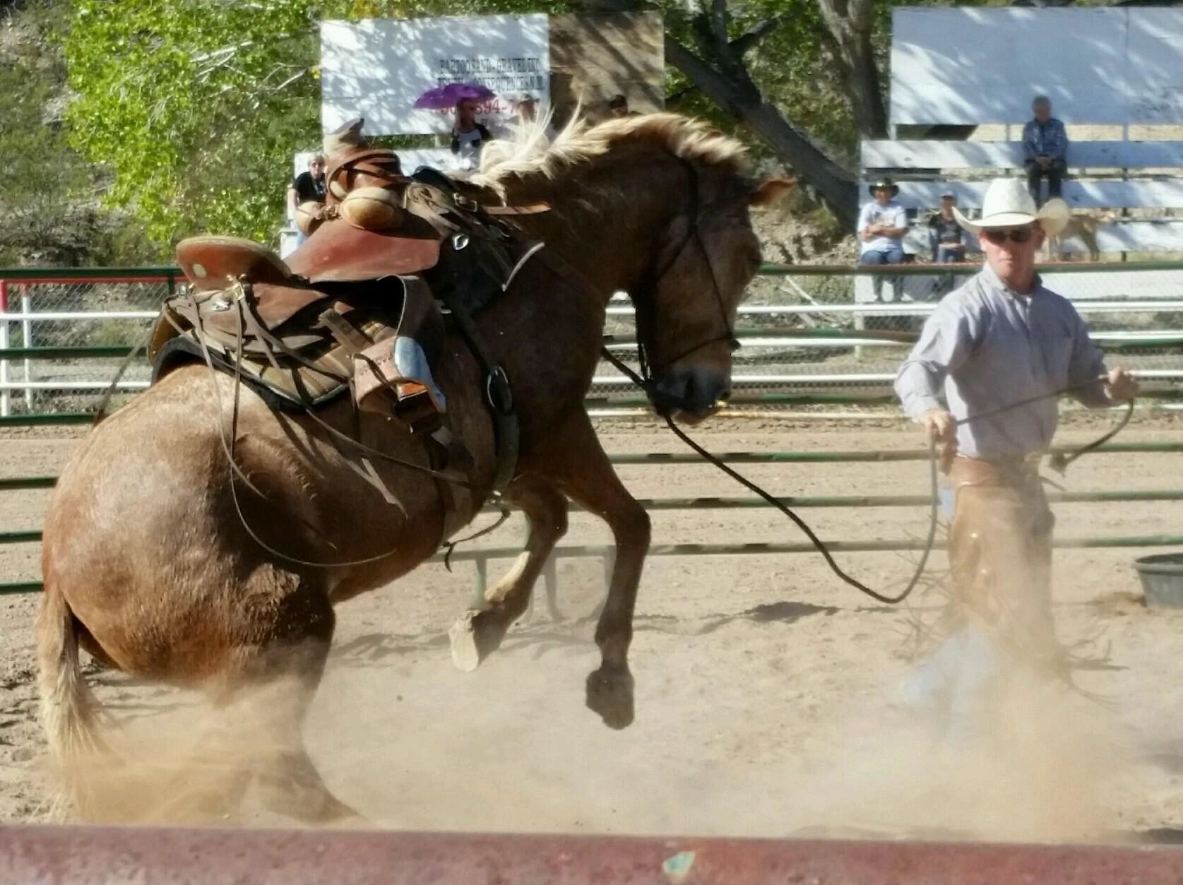 Should I give up on this mule? 5 things to consider